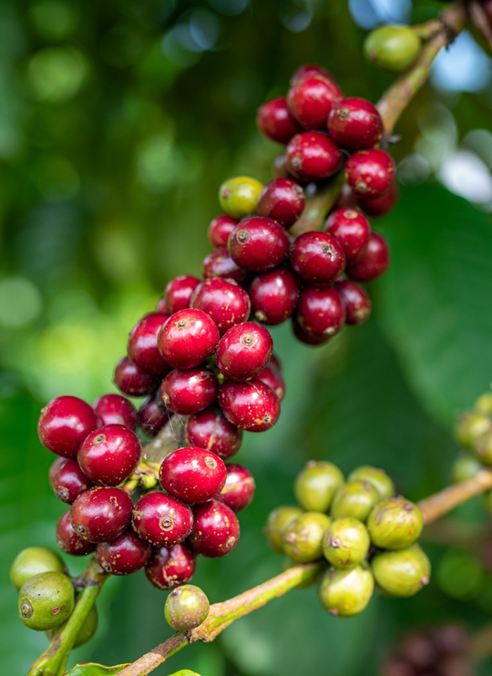 About Biotrop – BioFirst Group
