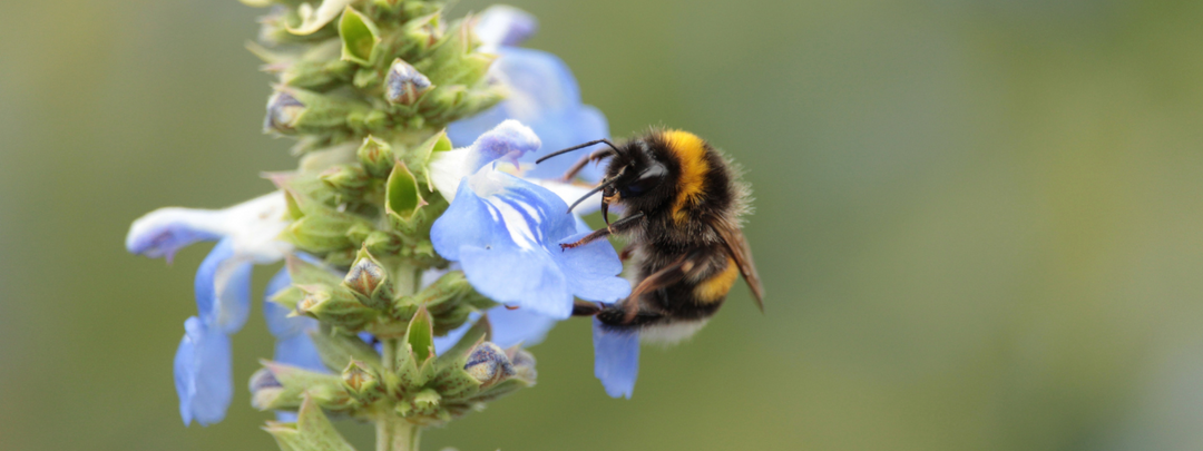 From local bumblebee pioneer to global leader in biological protection ...
